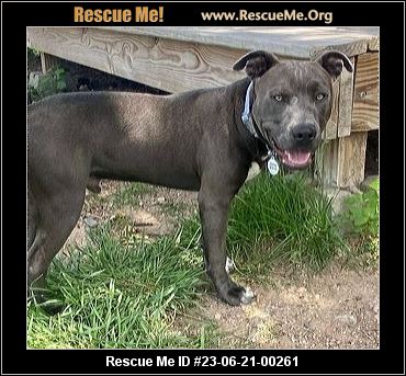 - Colorado Pit Bull Rescue - ADOPTIONS - Rescue Me!