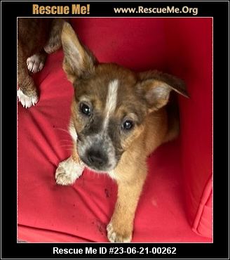 - Georgia Boxer Rescue - ADOPTIONS - Rescue Me!