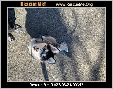 - Virginia Pomeranian Rescue - ADOPTIONS - Rescue Me!