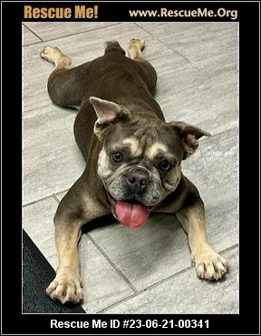 - California French Bulldog Rescue - ADOPTIONS - Rescue Me!