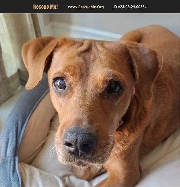ADOPT 23062100364 ~ Rhodesian Ridgeback Rescue ~ Anaheim, CA
