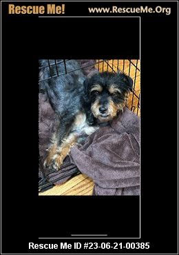 - California Yorkie Rescue - ADOPTIONS - Rescue Me!