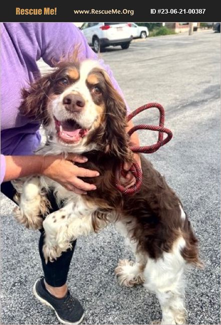 ADOPT 23062100387 ~ English Springer Spaniel Rescue ~ Bedford Hills, NY