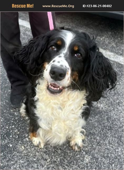 ADOPT 23062100402 ~ English Springer Spaniel Rescue ~ Bedford Hills, NY