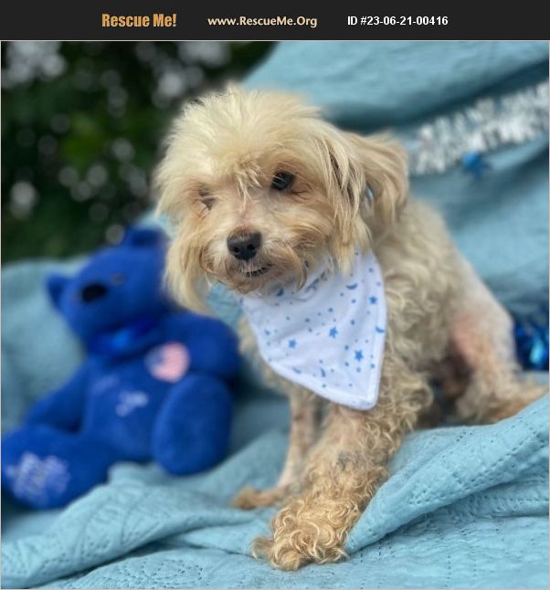 ADOPT 23062100416 ~ Maltese Rescue ~ Sebring, FL