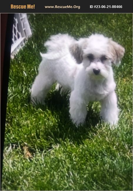 ADOPT 23062100466 ~ Maltese Rescue ~ Cleveland, OH