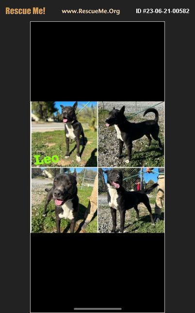 ADOPT 23062100582 ~ Australian Shepherd Rescue ~ Benton County, OR