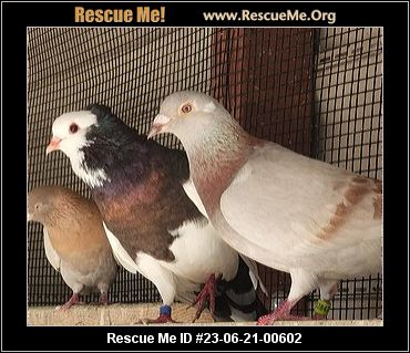 - California Pet Bird Rescue - ADOPTIONS - Rescue Me!