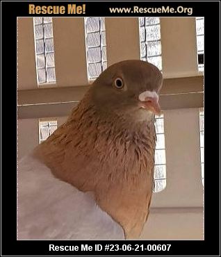 - California Pet Bird Rescue - ADOPTIONS - Rescue Me!