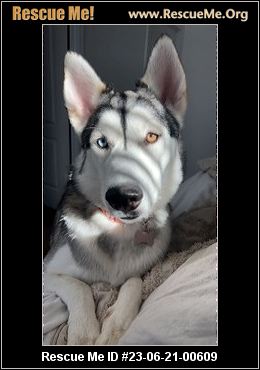 - Michigan Siberian Husky Rescue - ADOPTIONS - Rescue Me!