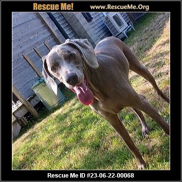 - Rhode Island Dog Rescue - ADOPTIONS - Rescue Me!