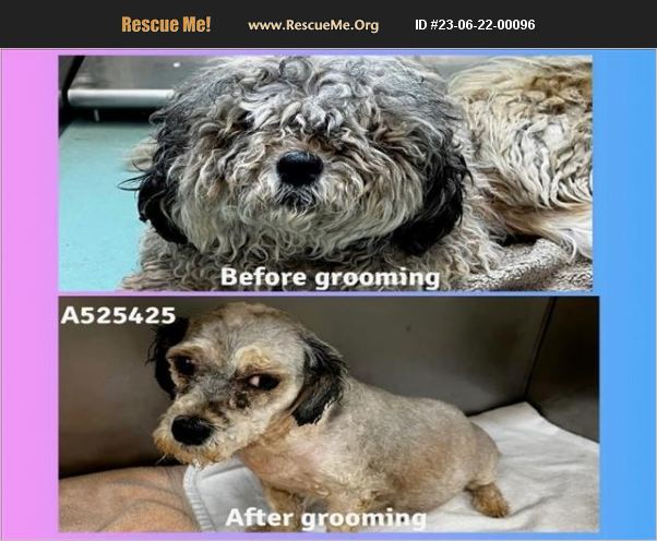 ADOPT 23062200096 ~ Poodle Rescue ~ Moreno Valley, CA