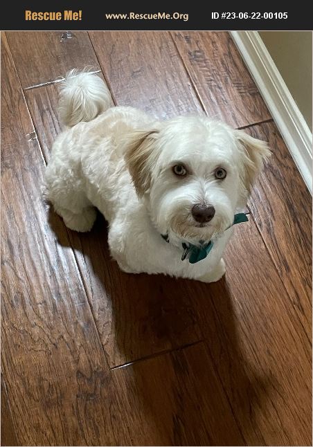 ADOPT 23062200105 ~ Havanese Rescue ~ Pflugerville, TX