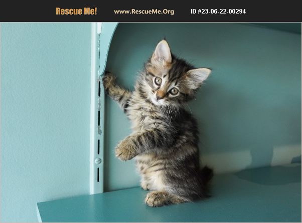 ADOPT 23062200294 ~ Domestic Cat Rescue ~ San Antonio, TX