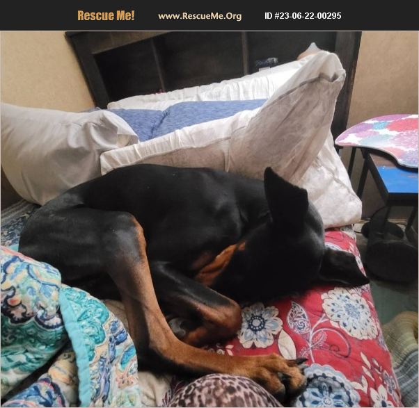 ADOPT 23062200295 ~ German Pinscher Rescue ~ Loveland, CO