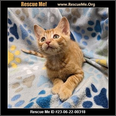 - Missouri Cat Rescue - ADOPTIONS - Rescue Me!