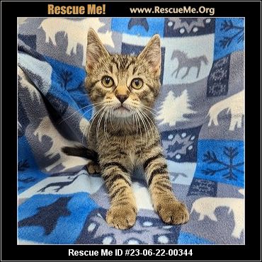- Missouri Cat Rescue - ADOPTIONS - Rescue Me!