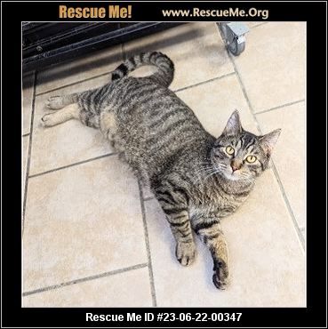 - Missouri Cat Rescue - ADOPTIONS - Rescue Me!