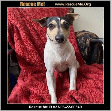 - Ozarks Kat and K9 Shelter - Sunrise Beach, MO - AVAILABLE PETS