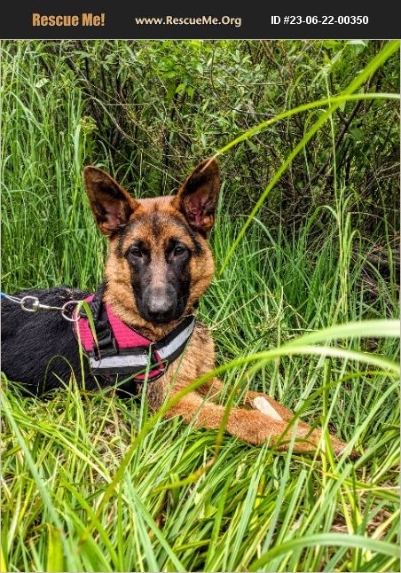 ADOPT 23062200350 ~ German Shepherd Rescue ~ Colorado Springs, CO