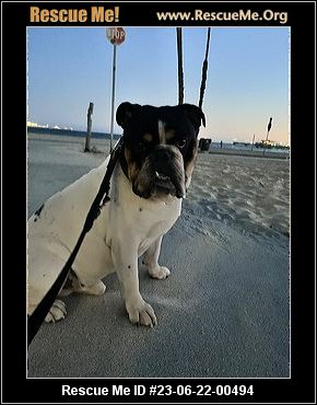 - California Bulldog Rescue - ADOPTIONS - Rescue Me!