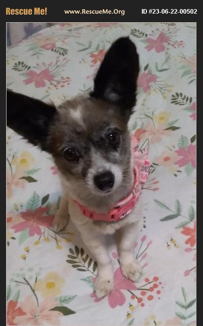 ADOPT 23062200502 ~ Corgi Rescue ~ Grants Pass, OR