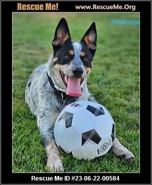 - California Australian Cattle Dog Rescue - ADOPTIONS - Rescue Me!