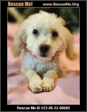 - Colorado Cockapoo Rescue - ADOPTIONS - Rescue Me!