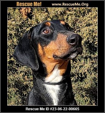 - New Mexico Dog Rescue - ADOPTIONS - Rescue Me!