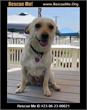 - California Jack Russell Rescue - ADOPTIONS - Rescue Me!