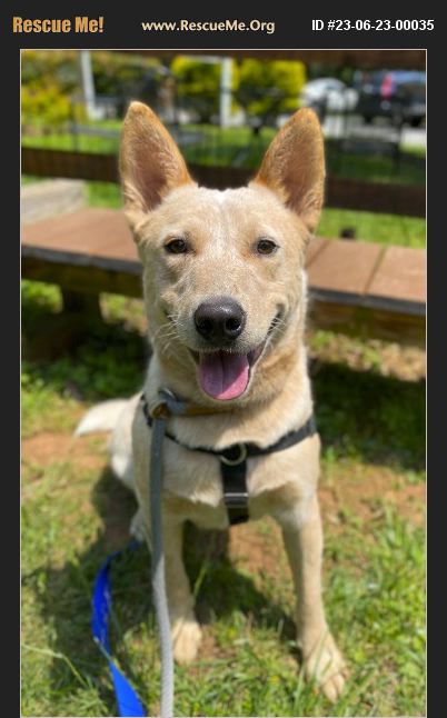 ADOPT 23062300035 ~ Australian Cattle Dog Rescue ~ Aldie, VA
