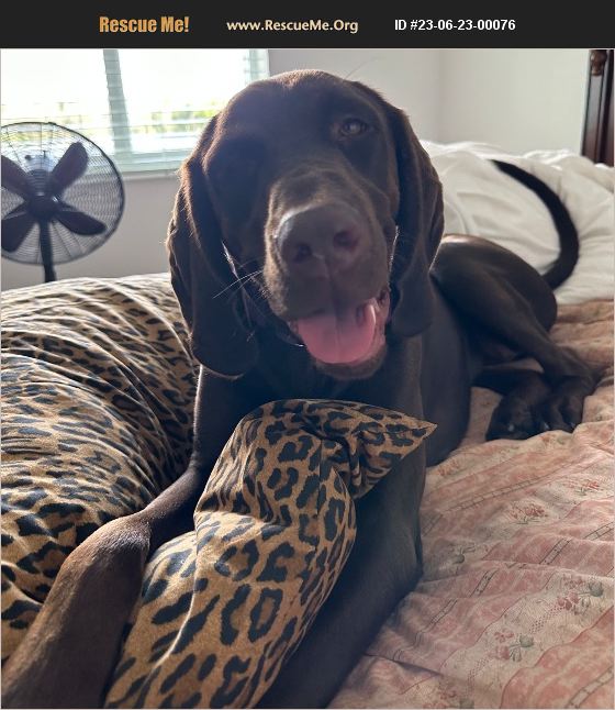 ADOPT 23062300076 ~ German Shorthaired Pointer Rescue ~ Fort Myers, FL