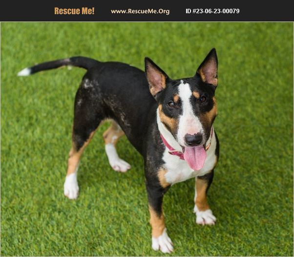 ADOPT 23062300079 ~ Miniature Bull Terrier Rescue ~ Mont Belvieu, TX