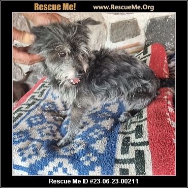 - Texas Fox Terrier Rescue - ADOPTIONS - Rescue Me!