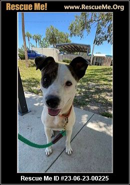 - Florida Jack Russell Rescue - ADOPTIONS - Rescue Me!