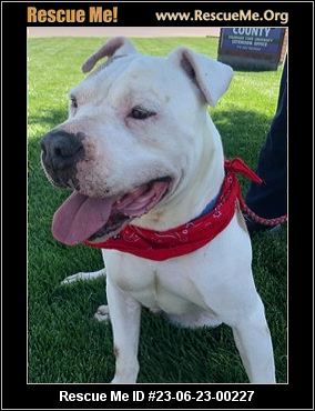 - Colorado Pit Bull Rescue - ADOPTIONS - Rescue Me!