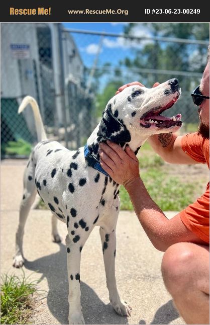 ADOPT 23062300249 ~ Dalmatian Rescue ~ Fort Myers, FL