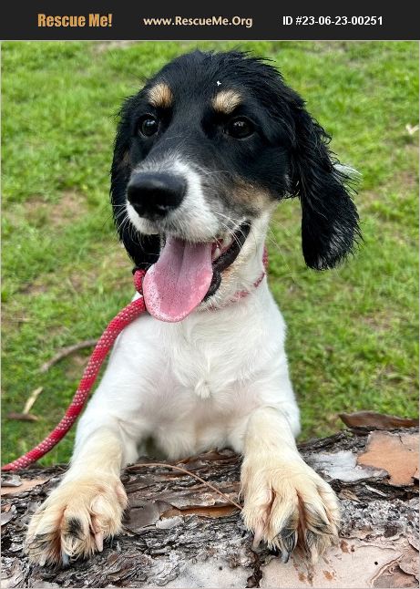 ADOPT 23062300251 ~ English Springer Spaniel Rescue ~ Fort Myers, FL