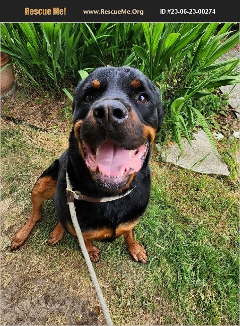 ADOPT 23062300274 ~ Rottweiler Rescue ~ Warrenton, OR