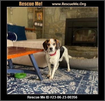 - Delaware Dog Rescue - ADOPTIONS - Rescue Me!