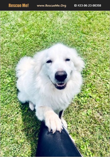 ADOPT 23062300358 ~ Great Pyrenees Rescue ~ Bedford Hills, NY