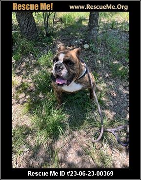 - Texas Boxer Rescue - ADOPTIONS - Rescue Me!