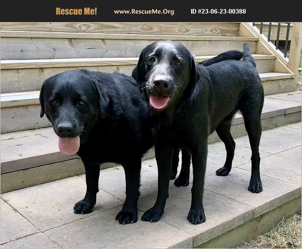 ADOPT 23062300388 ~ Lab Rescue ~ Tower, MN