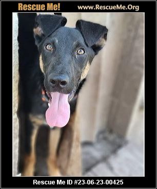 - Oregon Dog Rescue - ADOPTIONS - Rescue Me!