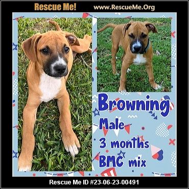 - Florida Black Mouth Cur Rescue - ADOPTIONS - Rescue Me!