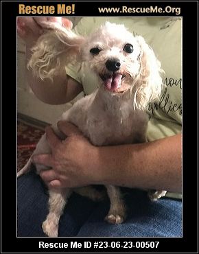- Tennessee Yorkie Rescue - ADOPTIONS - Rescue Me!
