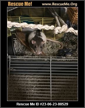 - California Small Mammal Rescue - ADOPTIONS - Rescue Me!