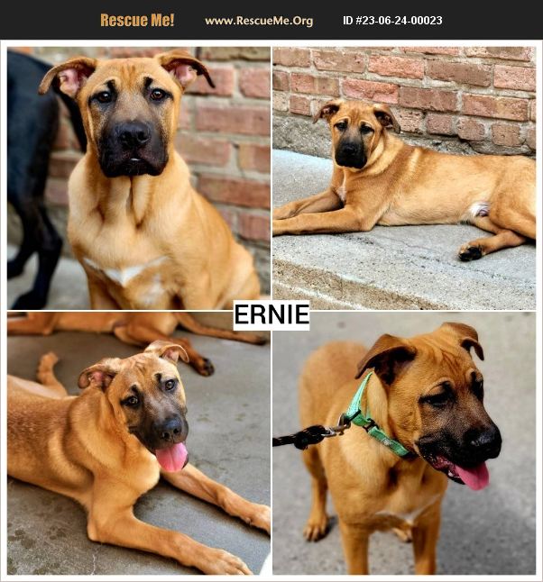 ADOPT 23062400023 ~ Bullmastiff Rescue ~ Chicago, IL