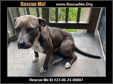 - North Carolina Pit Bull Rescue - ADOPTIONS - Rescue Me!