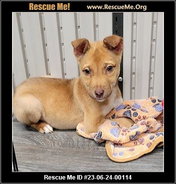 - Delaware Dog Rescue - ADOPTIONS - Rescue Me!